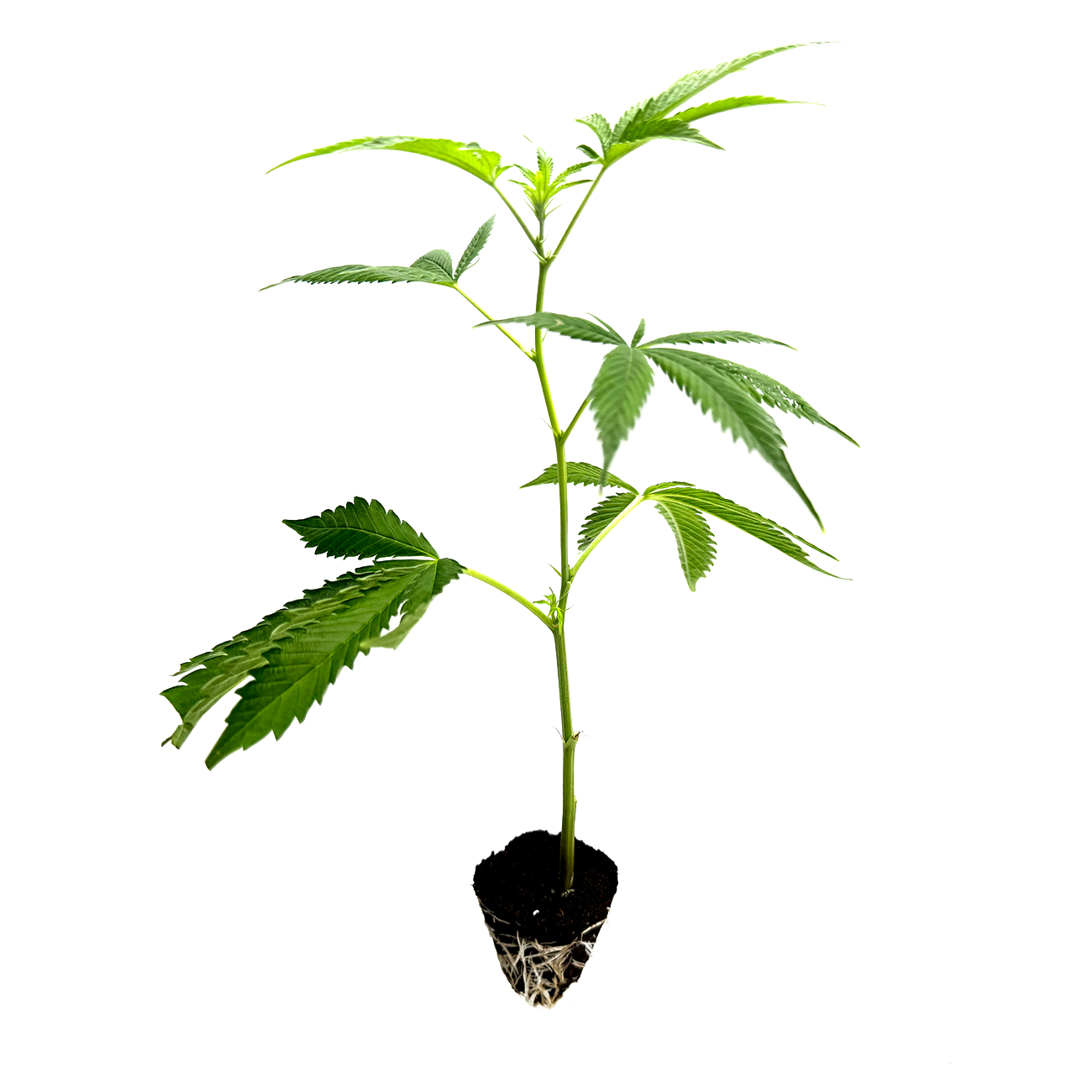 Kiffen - der große Leitfaden zum Cannabis-Rauchen